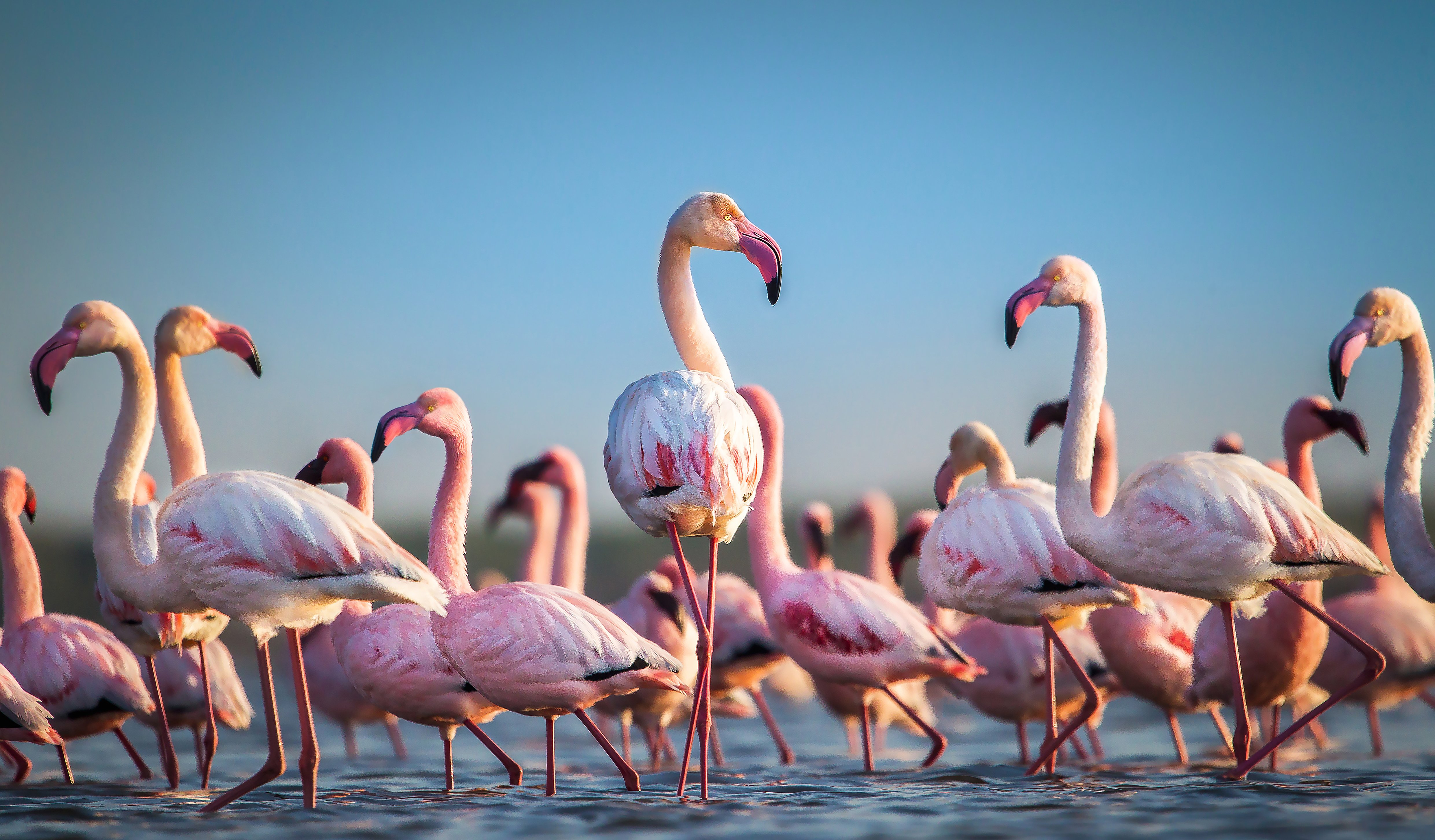 ruhrtopcard 2020-titelbild-flamingos - Mein Ruhrgebiet